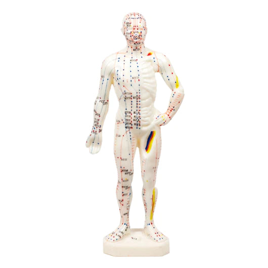 Human Acupuncture Model 11"