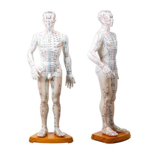 Human Acupuncture Model, 20" male
