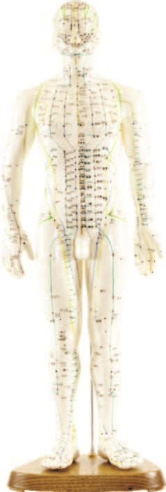 Human Acupuncture Model 24" male